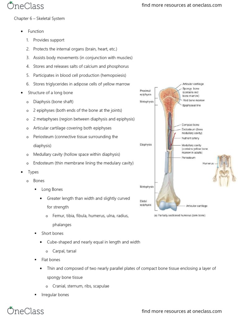 Anatomy and Physiology Test 2 Prep | Download Free PDF | Anatomical ...