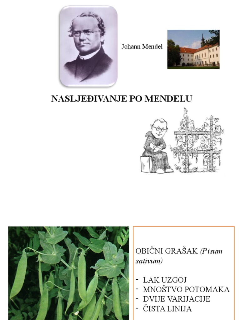 Nasljeđivanje Po Mendelu | PDF