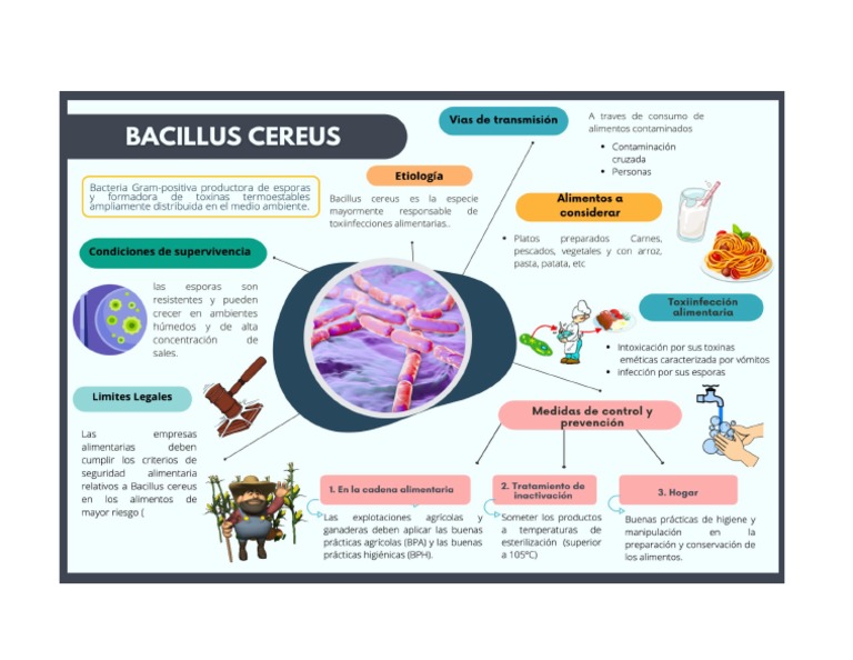 Bacillus Cereus | PDF