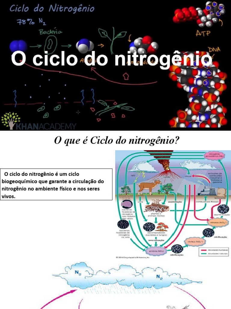 Ciclo do Nitrogênio: Processos e Importância | PDF
