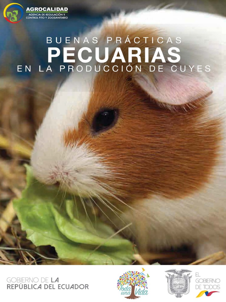 AGROCALIDAD. Guía de BPP en La Producción de Cuyes. Ecuador | PDF ...