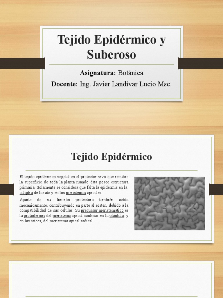 Tejido Epidérmico y Suberoso | PDF