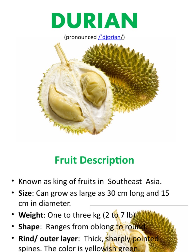DURIAN | PDF