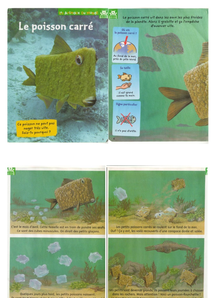 Astrapi Poisson Carre Capuchon A L Ecole | PDF