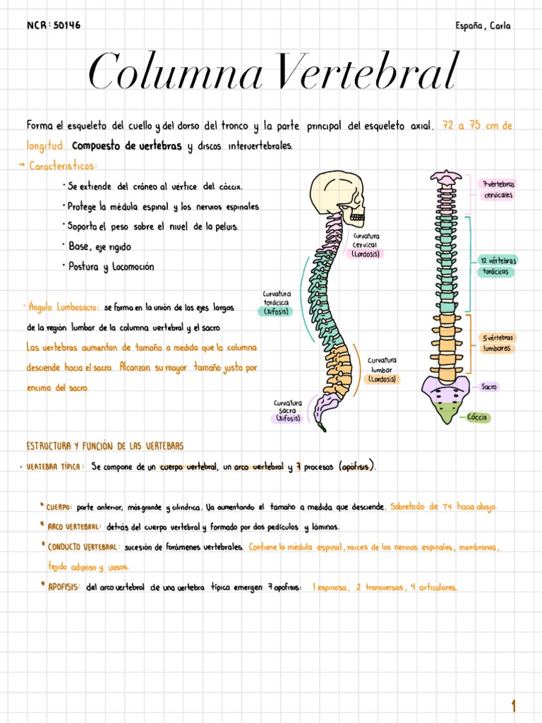 Anatomía - Columna Vertebral | PDF | Vértebra | La columna vertebral