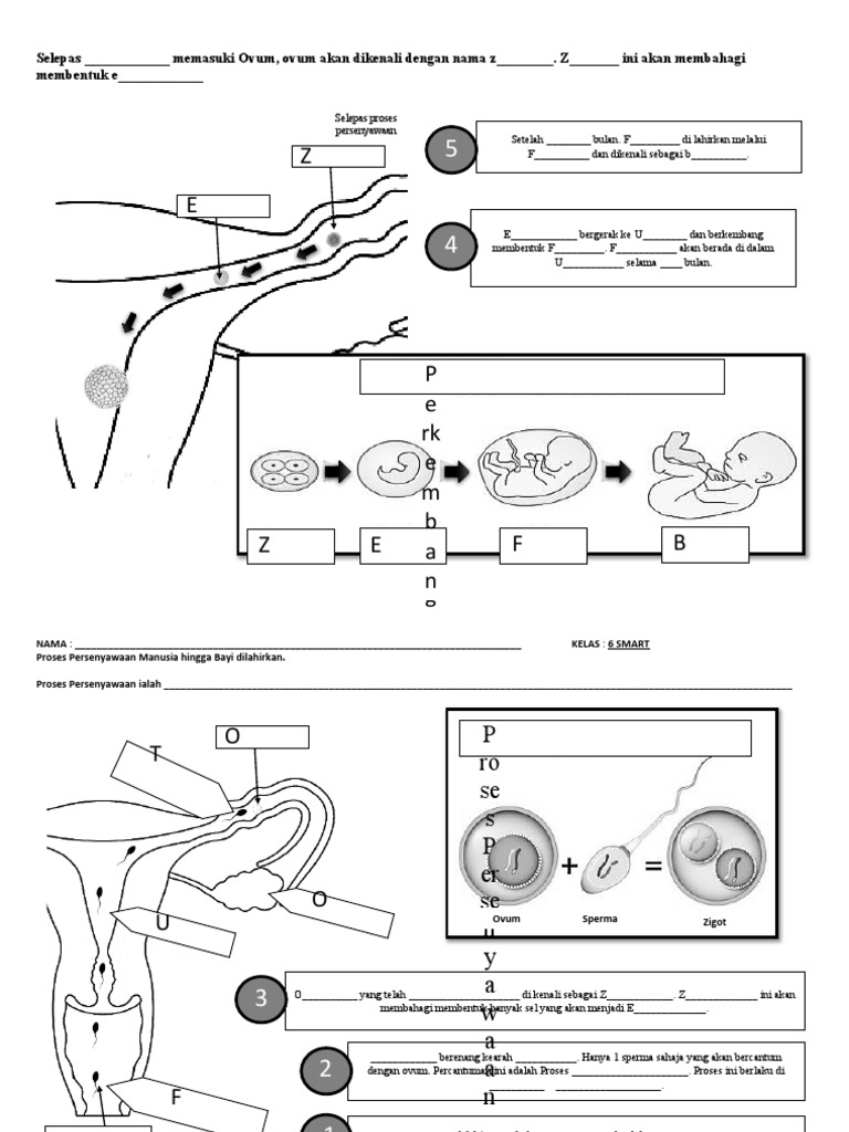Proses Persenyawaan Sains Tahun 6 | PDF