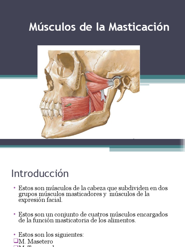 Músculos de La Masticación | PDF | Sistema musculoesquelético | Tejido ...