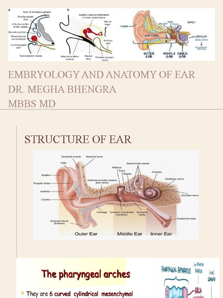 Demo Class of Ear | PDF | Ear | Nervous System