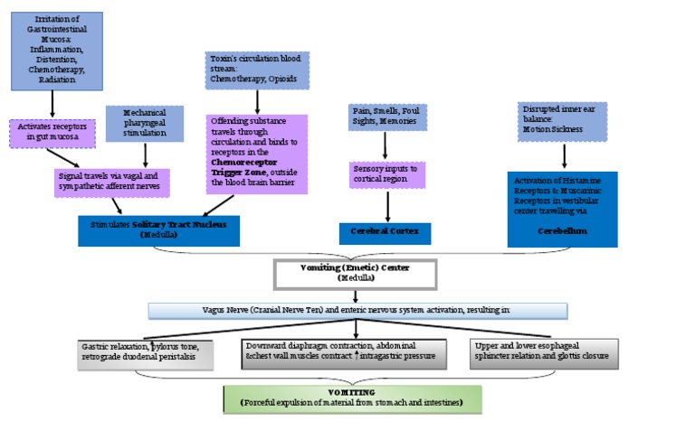 Pathophysiology of Vomiting | PDF | Vomiting | Vagus Nerve