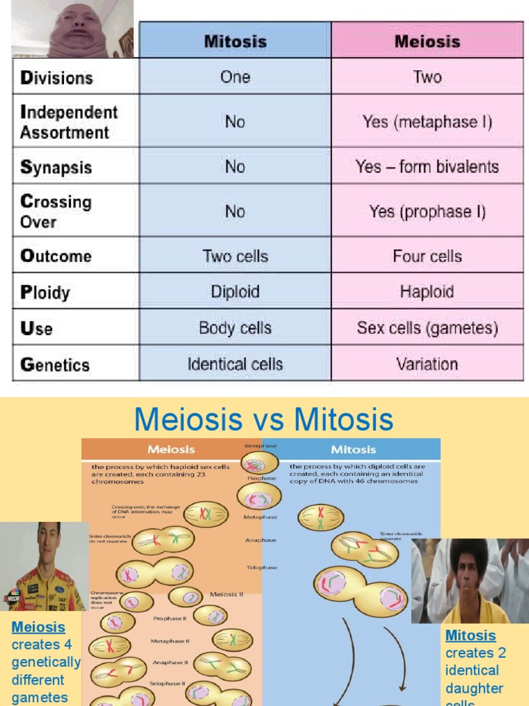 Meiosis-Foldable | PDF | Meiosis | Ploidy