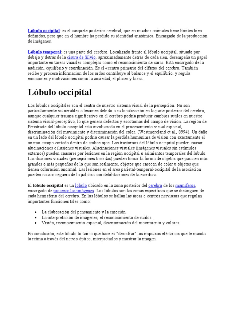 Lóbulo Occipital y Temporal | PDF | Lóbulo temporal | Lóbulo occipital