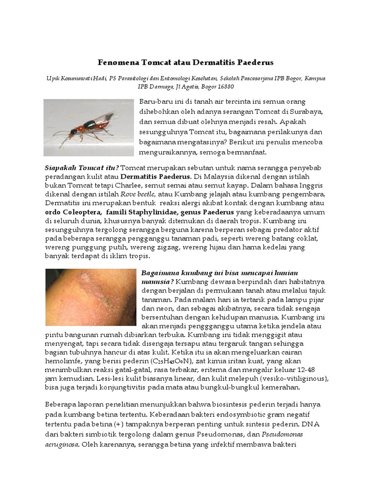 Fenomena Dermatitis Paederus Tomcat.1 | PDF