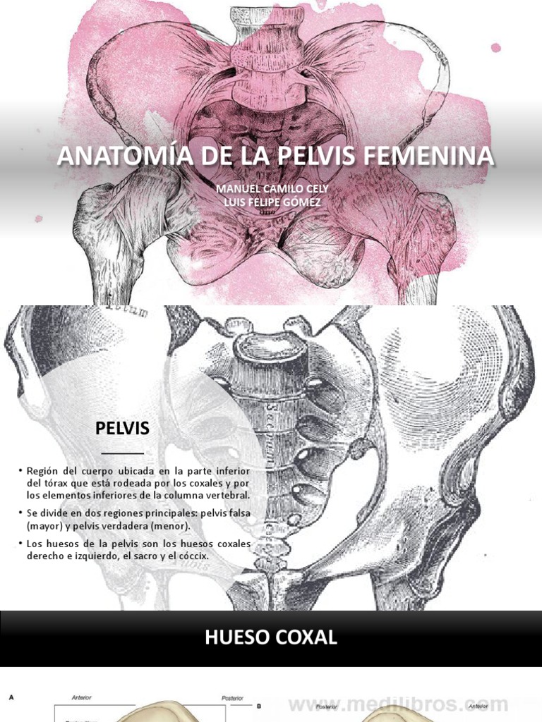 Anatomía de la Pelvis Femenina | PDF | Pelvis | Anatomía