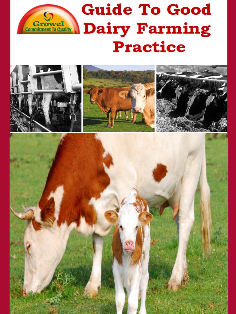 Dairy Farming Practice Guide | PDF | Agriculture | Dairy Farming