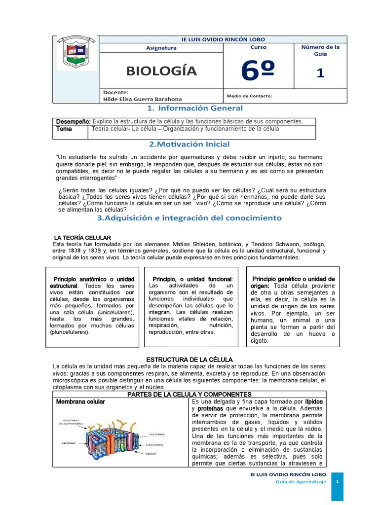 Grado 6 - Guia# 1 La Célula, Estructura y Función | PDF | Citoplasma ...