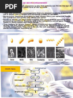 Mahewu Processing and Nutritional Benefits | PDF