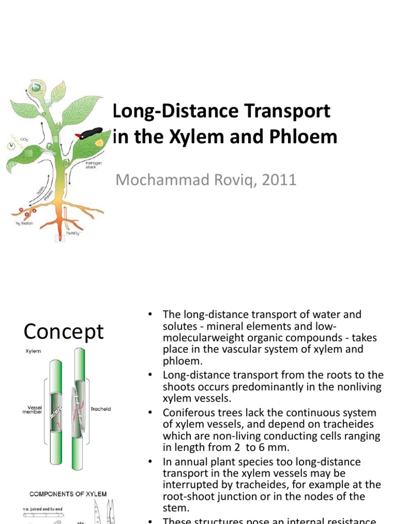 Lect - Note#2 - Plant - Nutrient - MRQ - 2011 - Long-Distance Transport ...