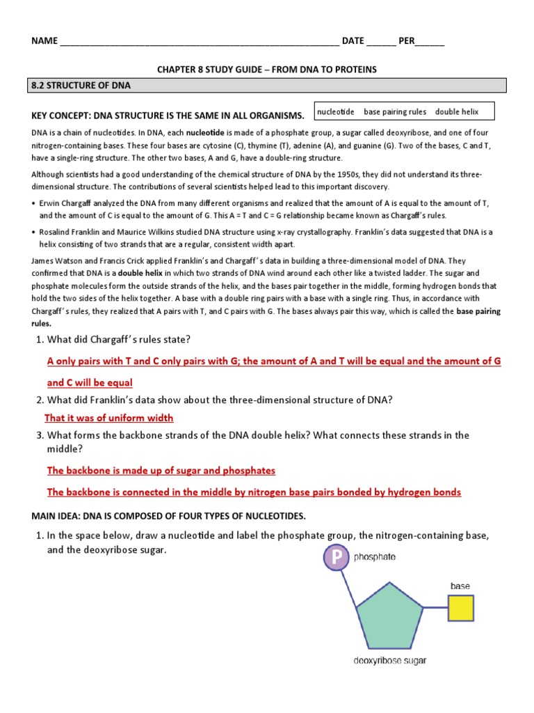 02 Study Guide 8 2 - 8 3 ANSWERS 2 | PDF | Dna | Dna Replication