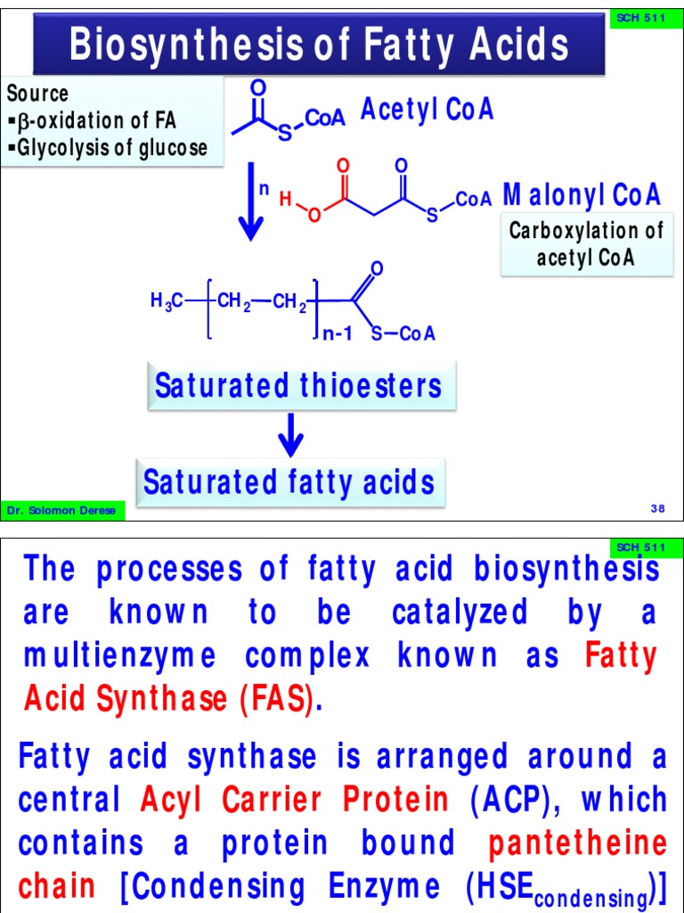 Biosynthesis of Fatty Acids #1 | PDF | Fatty Acid | Fat