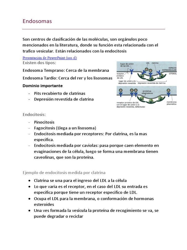 Funciones y Tipos de Endosomas | PDF | Lisosoma | Retículo endoplásmico