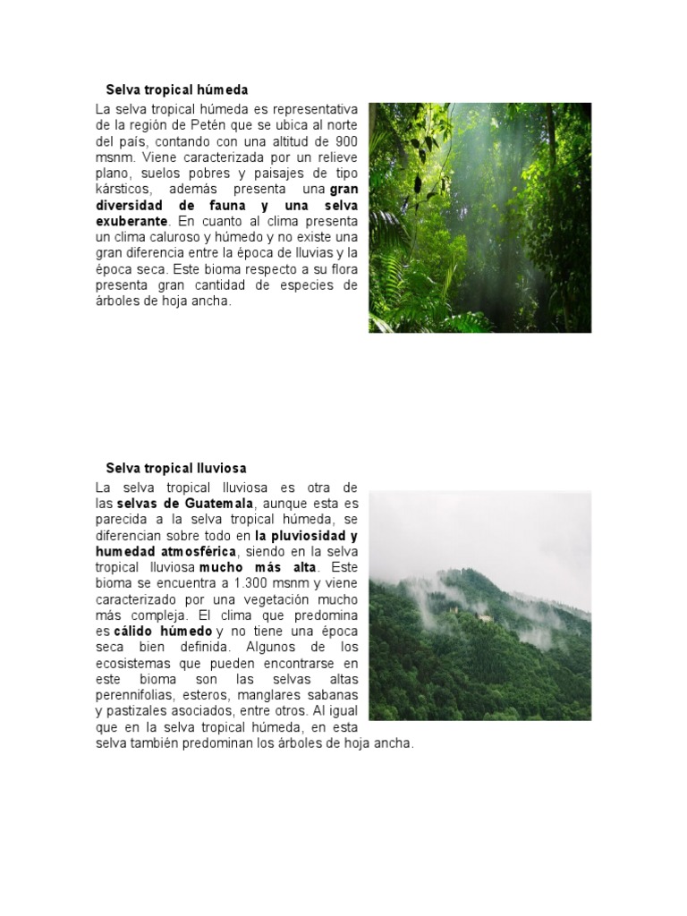 Selva Tropical Húmeda | PDF | Selva | Zona tropical