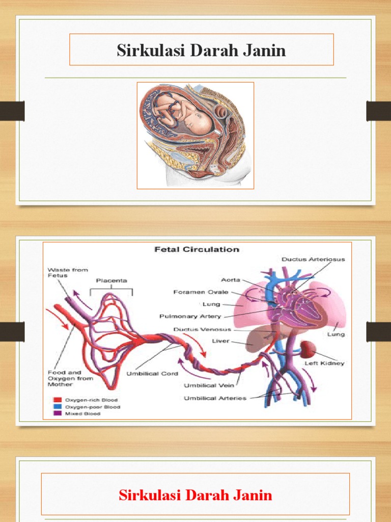 Sirkulasi Darah Janin | PDF
