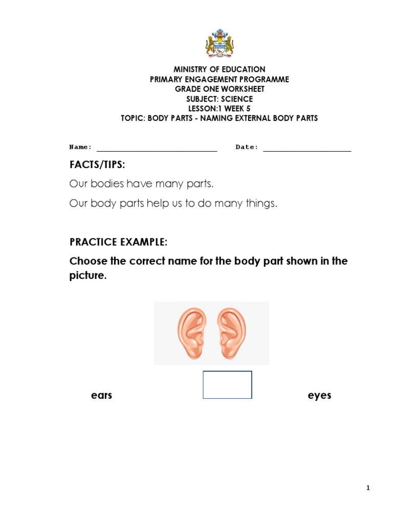 Grade 1 Science Weeks 5-8 Worksheets - Term 1 | PDF | Germination | Seed