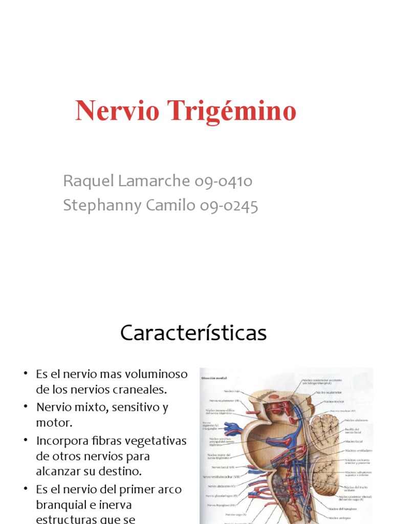 Trigemino | PDF | Nervio | Anatomía humana