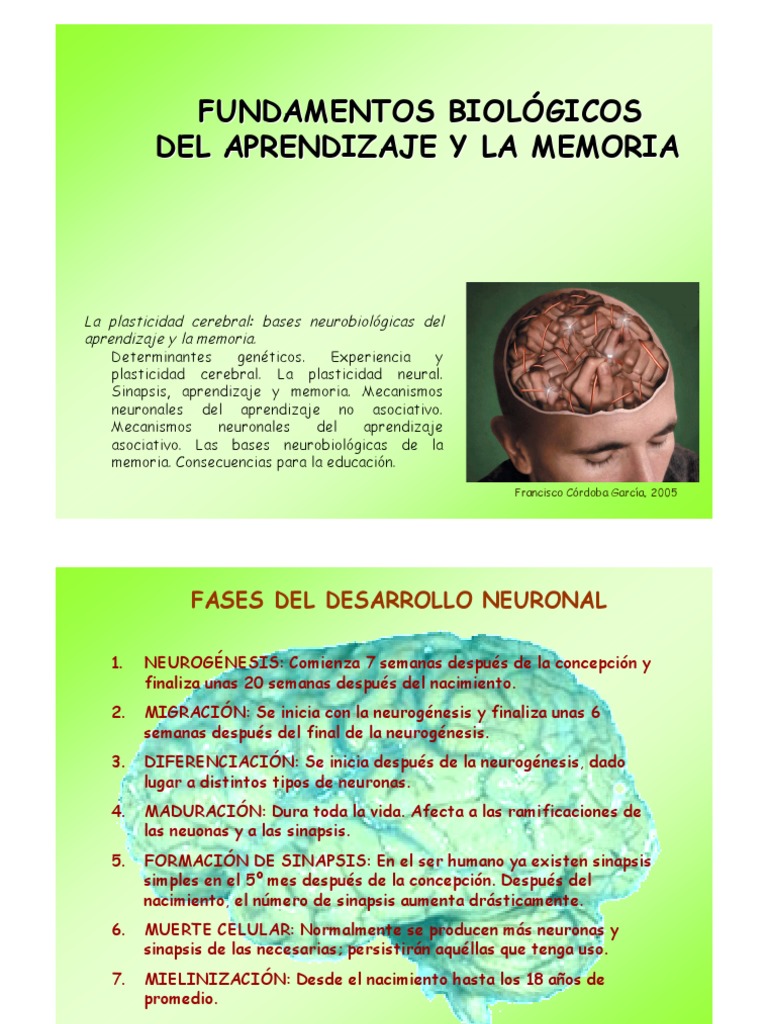 Fundamentos Neurobiologicos de La Memoria y El Aprendizaje | PDF