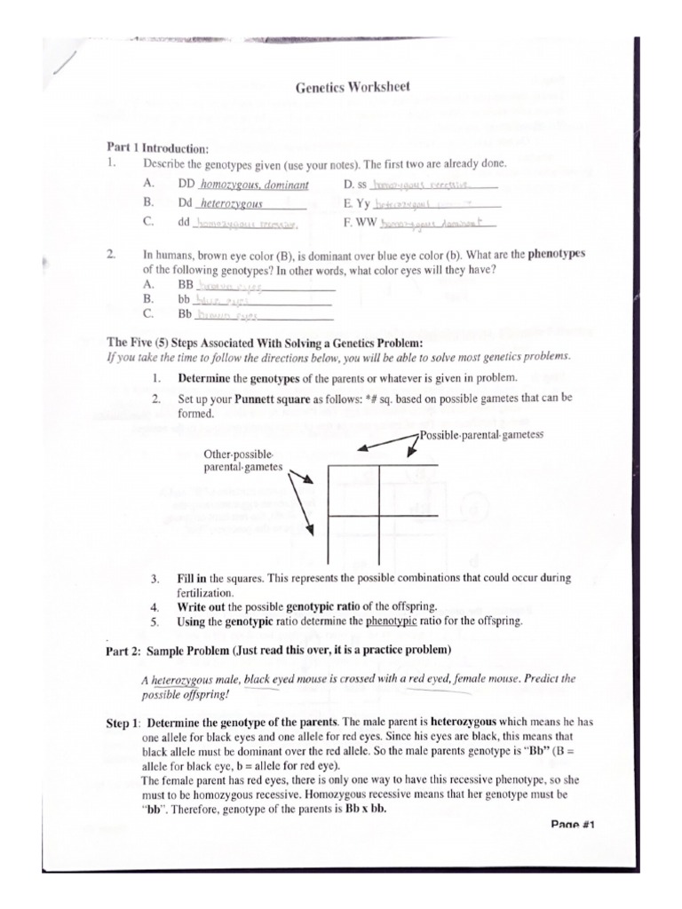 Genetics Worksheet | PDF