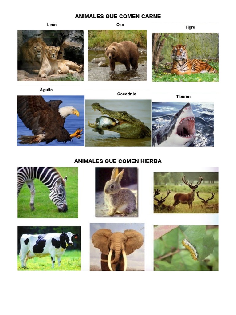 Tipos de animales según su dieta | PDF