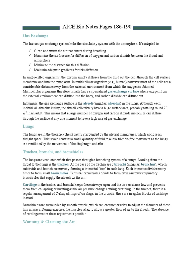 AICE Bio Notes 186-190 | PDF | Lung | Respiratory Tract