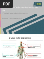 Muslo Posterior | PDF | Rodilla | Anatomía del miembro inferior