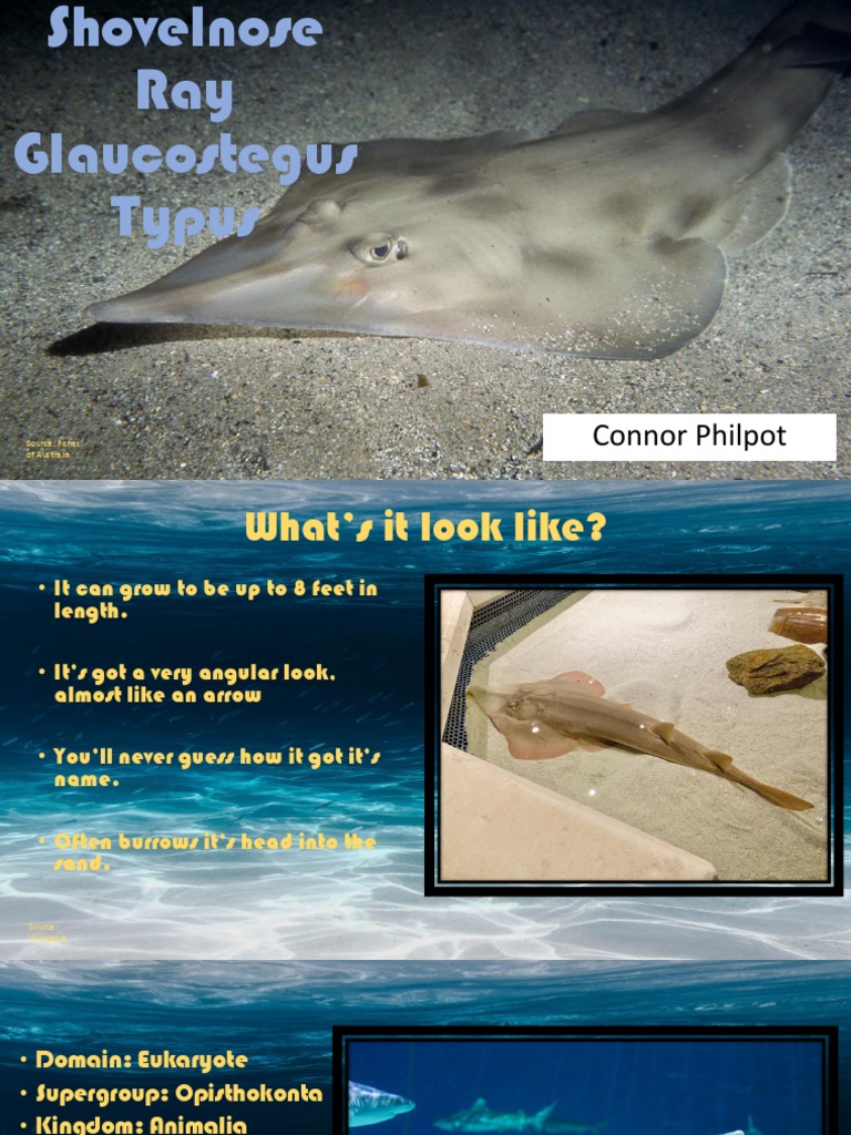 Shovelnose Ray Presentation | PDF | Sharks | Aquatic Animals