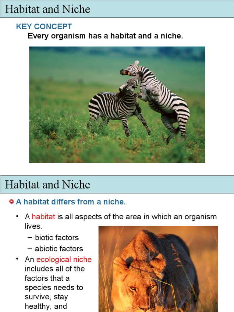 Ecological Niche Species Interaction and Succession | PDF | Ecological ...