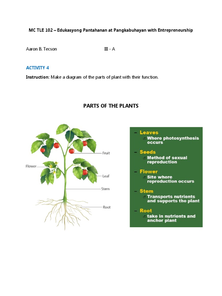 Activity 4 MC TLE 102 Aaron Tecson | PDF