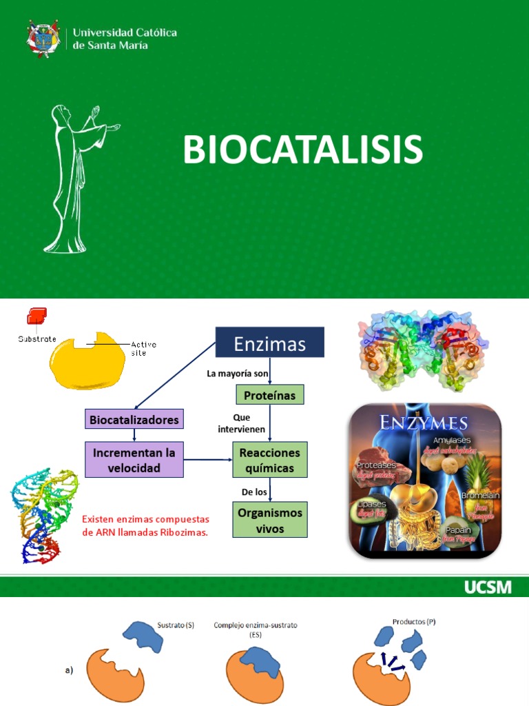 P6 Biocatálisis | PDF | Enzima | Aminoácidos