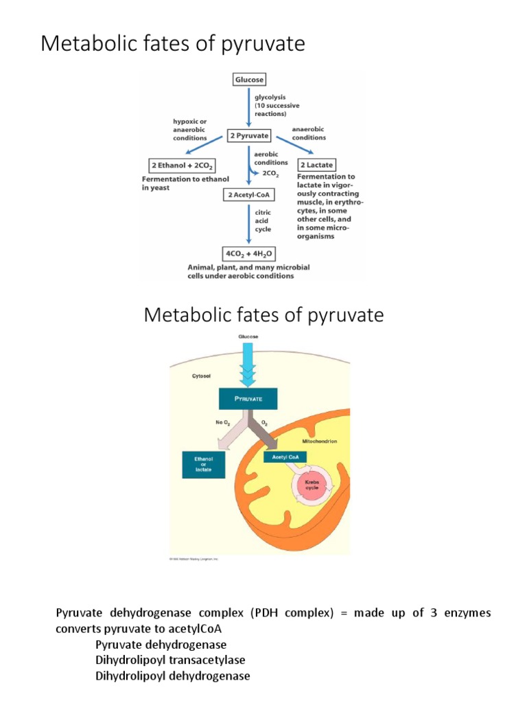 Metabolic Fates of Pyruvate | PDF | Chemistry | Diet & Nutrition