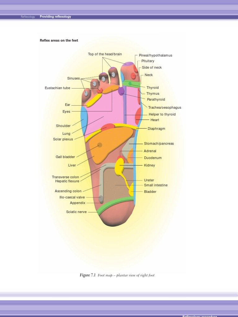 Foot&Hand Map Reflexo | PDF | Lymphatic System | Large Intestine