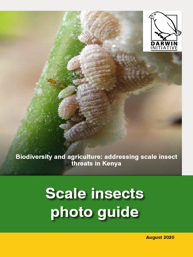 DI-photo-guide-AUG-2020-FINAL-1 Scale Insects | PDF
