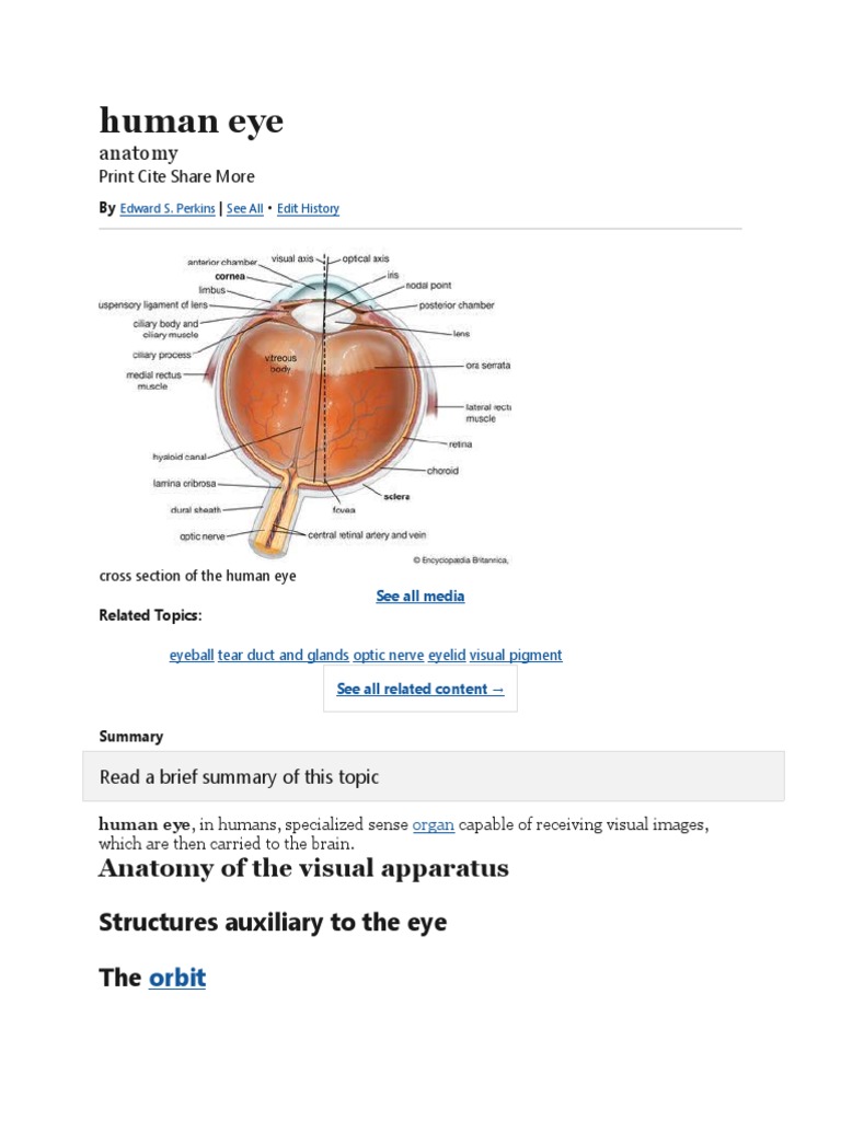 Human Eye | PDF | Eye | Sensory Organs
