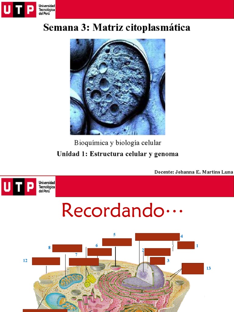 S03. s1. Matriz Citoplasmática | PDF | Citoplasma | Retículo endoplásmico
