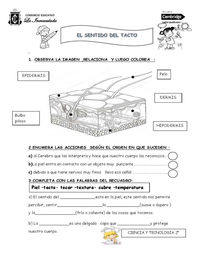 Actividades de Ciencia: Sentido del Tacto | PDF