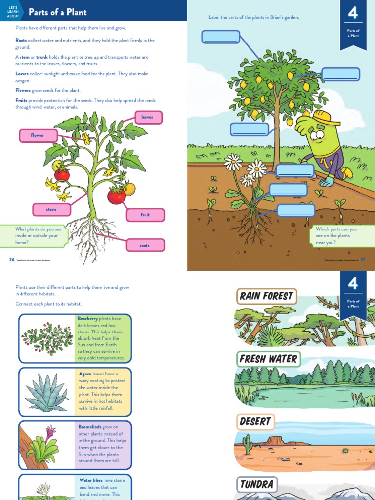 Parts of a Plant for 1st Graders | PDF | Plants | Habitat
