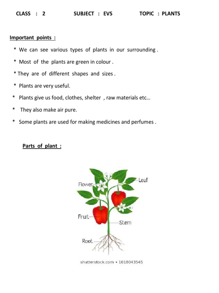 Ch10 Notes Plants | PDF | Plants | Trees