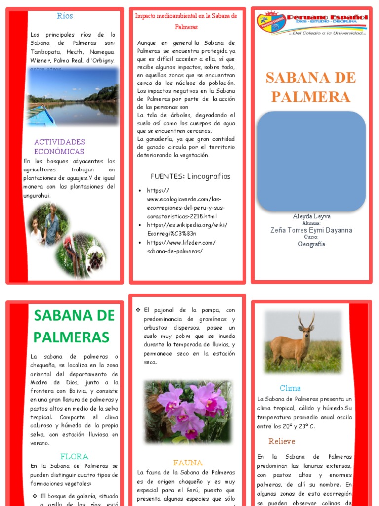 Actividades y características de la sabana | PDF | Selva | Sabana
