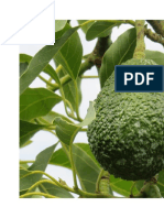 Hass Avocado Farming Guide | PDF | Grafting | Avocado