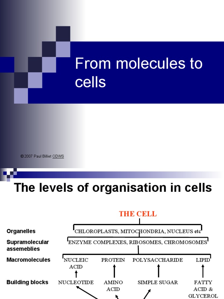 From Molecules To Cells: © 2007 Paul Billiet ODWS | PDF | Metabolism ...
