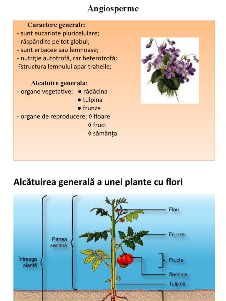 Angiosperme | PDF