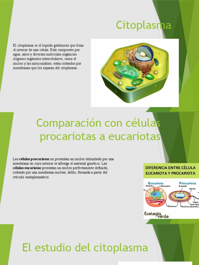 Grupo 5 (Citoplasma) | PDF